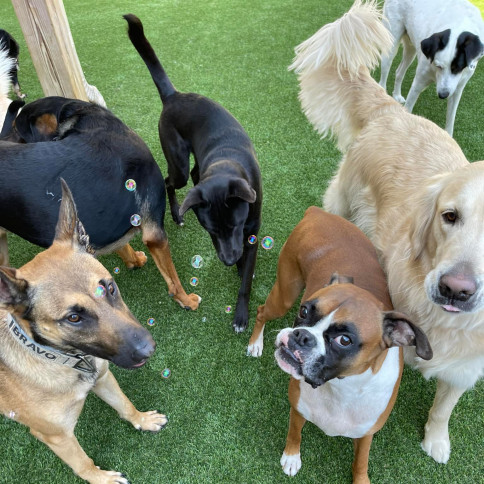 Pet Daycare; Doggy Daycare Services | Saratoga Springs, NY | Saratoga ...